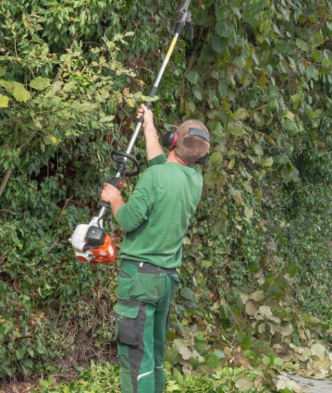 Understanding Tree Crown Reduction: When and Why It's Necessary - Rye ...